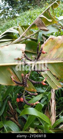 Giant Caroline island ginger (Alpinia carolinensis Stock Photo - Alamy