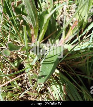 Short-tube Drumsticks (Zaluzianskya microsiphon), Plantae, Highmoor ...