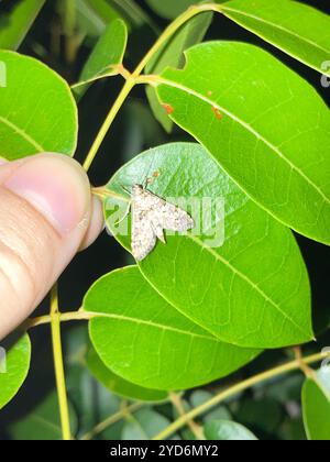 Stained-glass Moth (Samea castellalis Stock Photo - Alamy