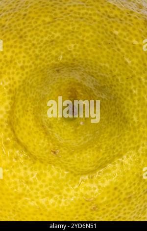 This macro photograph captures a close-up view of a lemon slice ...