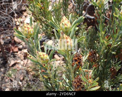 Spinning-top Conebush (Leucadendron rubrum Stock Photo - Alamy