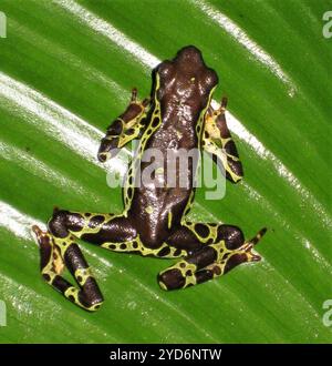 Pebas stubfoot toad (Atelopus spumarius) captive occurs in the Amazon ...