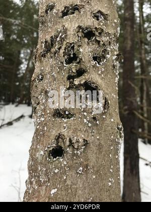 Beech Scale (Cryptococcus fagisuga Stock Photo - Alamy