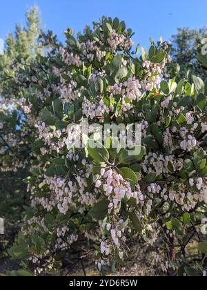 Common Manzanita (Arctostaphylos manzanita Stock Photo - Alamy