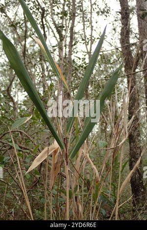 switch cane (Arundinaria tecta Stock Photo - Alamy