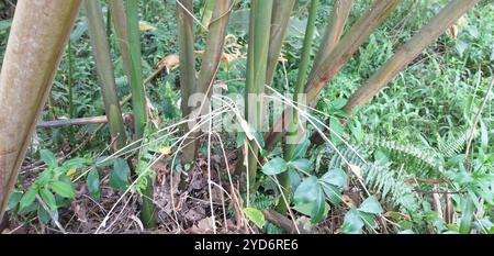 Giant Caroline island ginger (Alpinia carolinensis Stock Photo - Alamy
