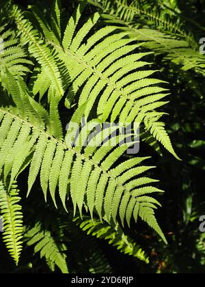 Parasitic Tri-vein Fern (Christella parasitica Stock Photo - Alamy