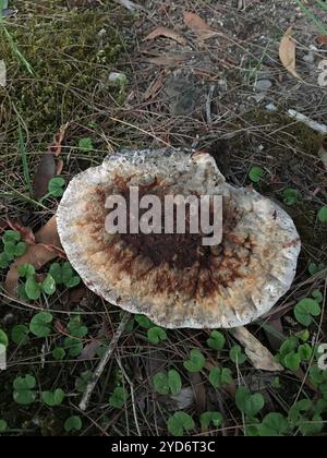red-staining stalked polypore (Sanguinoderma rude Stock Photo - Alamy