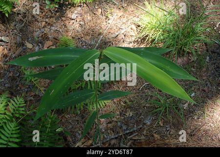 switch cane (Arundinaria tecta Stock Photo - Alamy