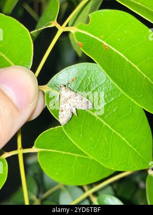 Stained-glass Moth (Samea castellalis Stock Photo - Alamy