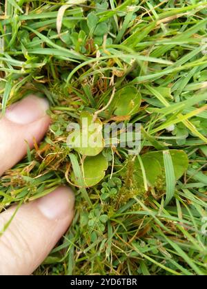 Centella (Centella uniflora Stock Photo - Alamy
