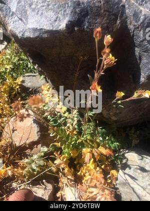 Ross' Avens (Geum rossii Stock Photo - Alamy