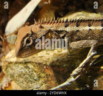 forest garden lizard (Calotes emma Stock Photo - Alamy