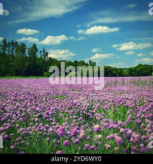 Landscape with purple chives flowers. Summer sunny day with sun, blue ...