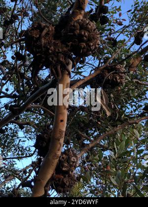 spider gum (Eucalyptus conferruminata Stock Photo - Alamy
