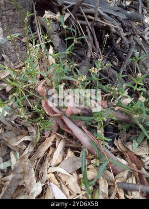 Lesser Joyweed (Alternanthera denticulata Stock Photo - Alamy