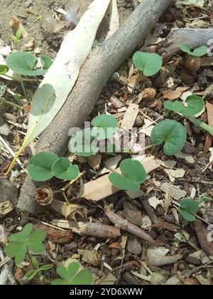 kidney weed (Dichondra repens Stock Photo - Alamy