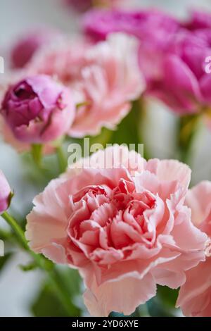 Close up of pink and white carnations in bloom Stock Photo - Alamy