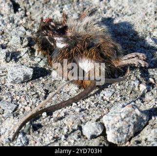 Mice, Rats, and Hamsters (Myomorpha Stock Photo - Alamy