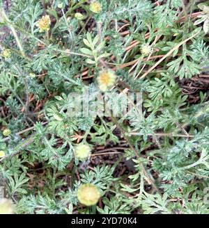 Common Cotula (Cotula australis Stock Photo - Alamy