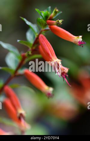 cuphea david verity,racemes,coral red orange tubular flowers,shrub ...