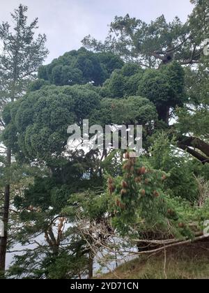 Douglas-Fir Dwarf-Mistletoe (Arceuthobium douglasii Stock Photo - Alamy