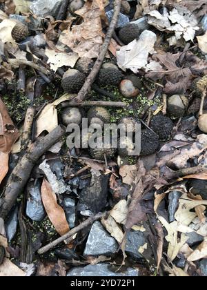 overcup oak (Quercus lyrata Stock Photo - Alamy