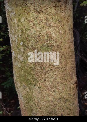 Pukatea (Laurelia novae-zelandiae Stock Photo - Alamy