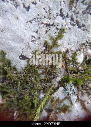 Tree Fringewort (Ptilidium pulcherrimum Stock Photo - Alamy