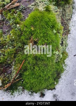 Silky Forklet-moss (Dicranella heteromalla Stock Photo - Alamy