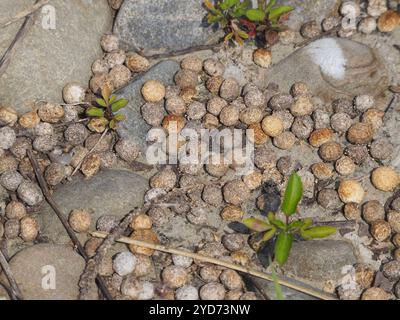 Taiwan Hare (Lepus sinensis formosus Stock Photo - Alamy