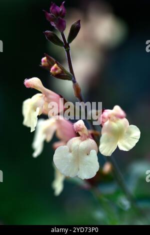 salvia harvest sunset,robust perennial salvia,bushy growth,golden ...