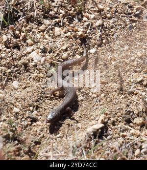 Desert Night Lizard (Xantusia vigilis Stock Photo - Alamy