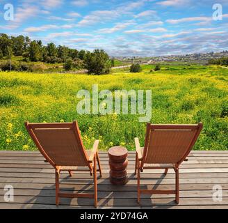 Field of common colza flowers Stock Photo - Alamy