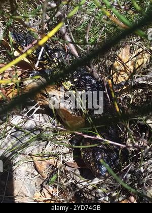 Eastern Shingleback (Tiliqua rugosa aspera Stock Photo - Alamy