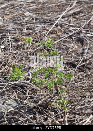 South African hoarypea (Tephrosia noctiflora) Plantae Stock Photo - Alamy