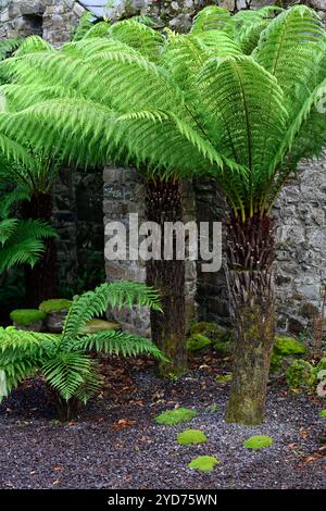 Dicksonia Antartica,Tree Fern,patio,shaded,shady,shade,area,fernery ...