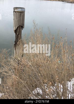 marsh elder (Iva frutescens Stock Photo - Alamy