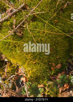 joint-toothed mosses (Bryopsida Stock Photo - Alamy