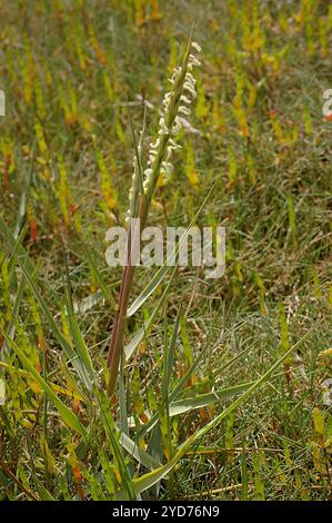 common cordgrass (Sporobolus anglicus Stock Photo - Alamy