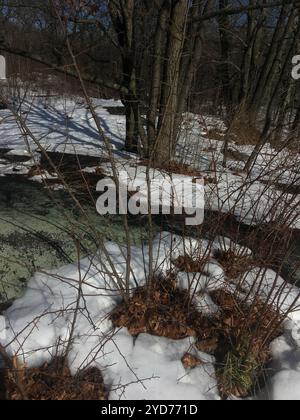 Hupeh Crabapple (Malus hupehensis Stock Photo - Alamy