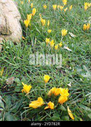 Dutch Yellow Crocus (Crocus × stellaris Stock Photo - Alamy