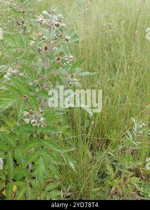 Silver Bramble (Rubus ludwigii Stock Photo - Alamy