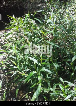 slender knotweed (Persicaria decipiens Stock Photo - Alamy