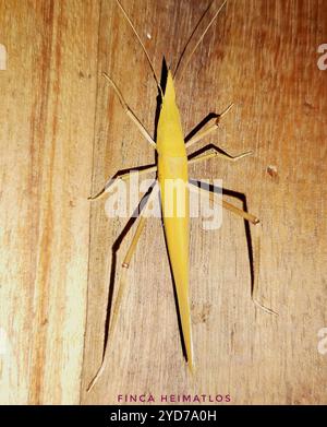 Common Coneheads (Neoconocephalus Stock Photo - Alamy
