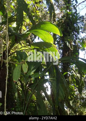 cyclanthus family (Cyclanthaceae Stock Photo - Alamy