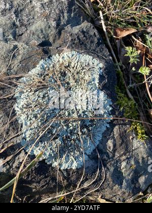 rock greenshield lichen (Flavoparmelia baltimorensis) Fungi Stock Photo ...