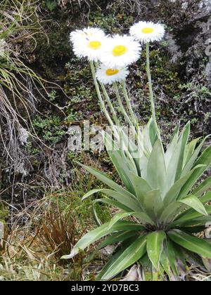Large Mountain Daisy (Celmisia semicordata Stock Photo - Alamy