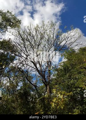 Propeller Tree (Gyrocarpus americanus Stock Photo - Alamy