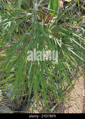 Darwin Silky Oak (Grevillea pteridifolia Stock Photo - Alamy